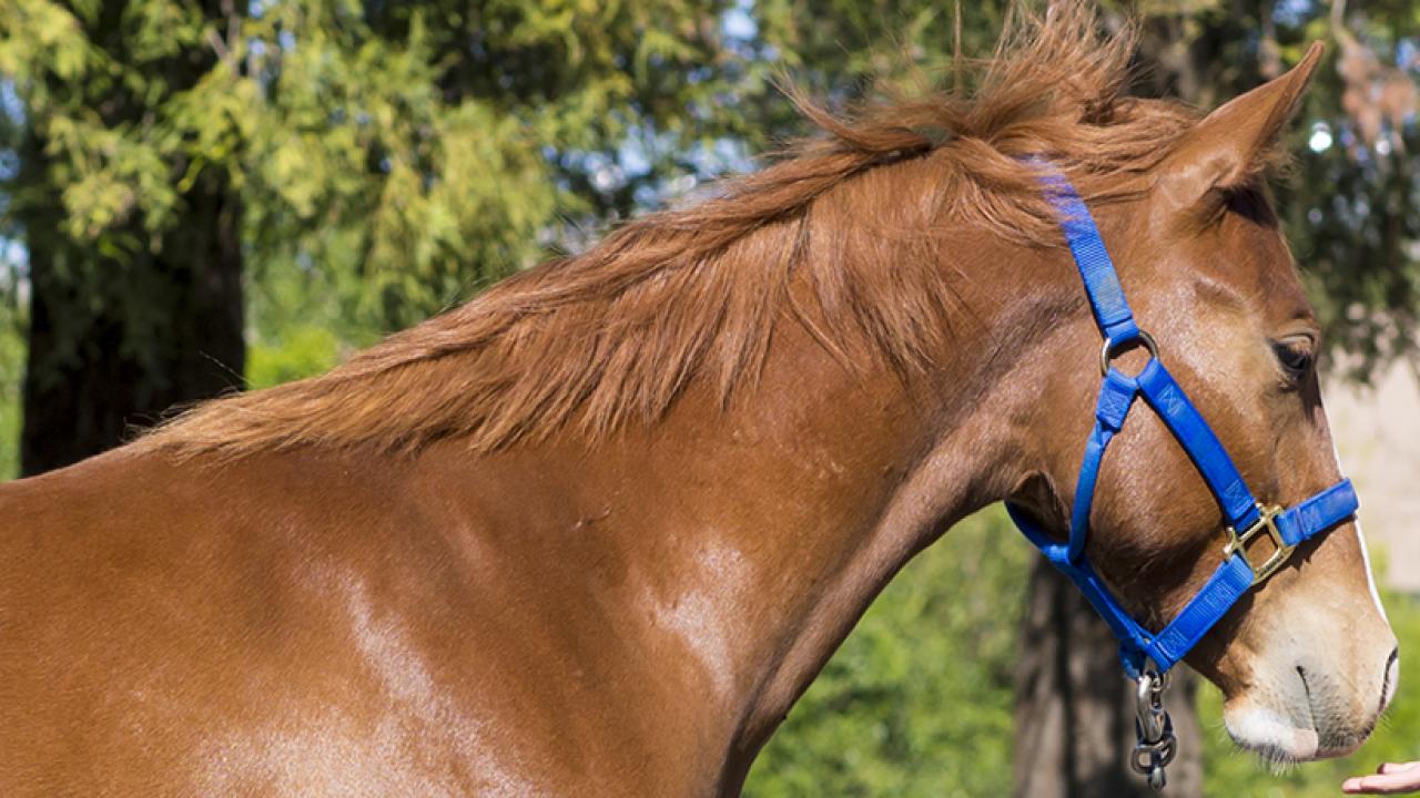 Breed Better Animals | UC Davis Department of Animal Science