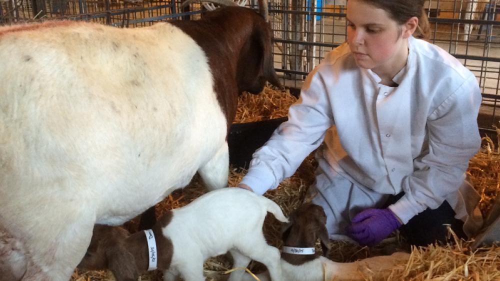 Goat Teaching & Research Facility | UC Davis Department of Animal Science